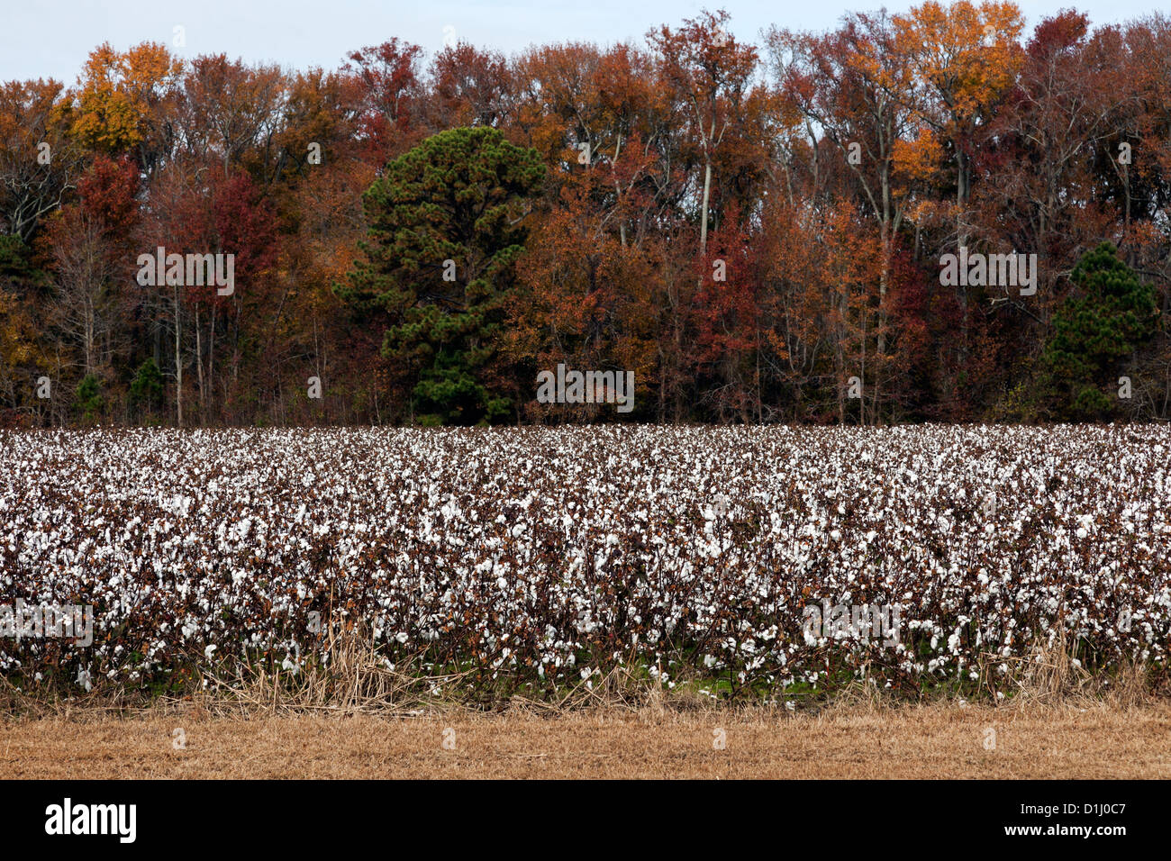 Cotton plant field hi-res stock photography and images - Alamy