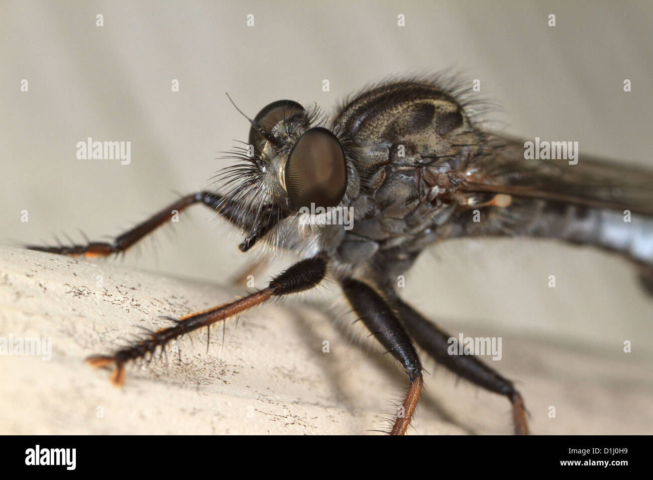 Robberfly head closeup Stock Photo - Alamy