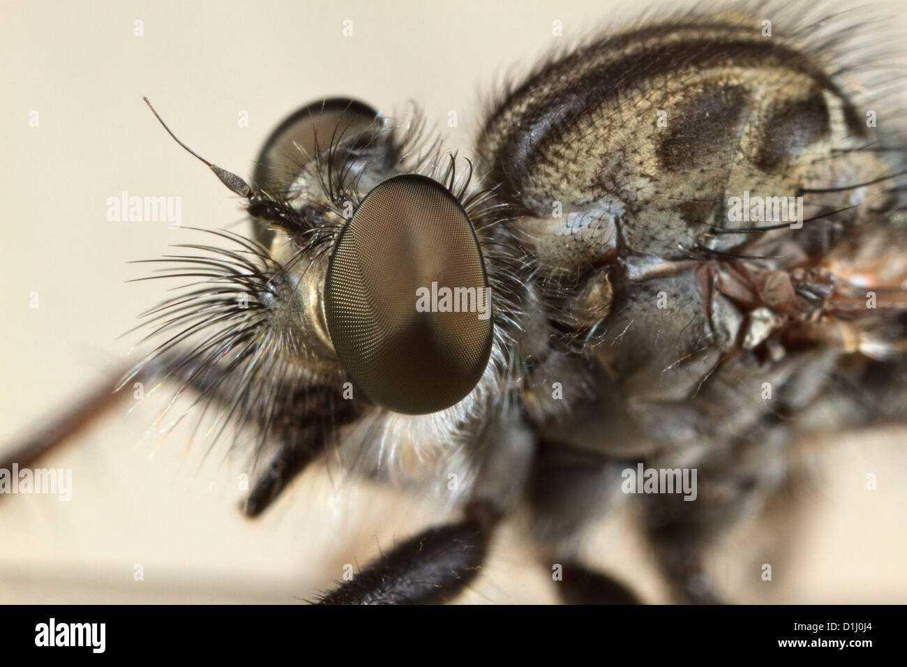 Head robber hi-res stock photography and images - Alamy