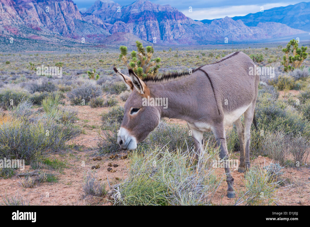 A wild burro in the Nevada desert Stock Photo - Alamy
