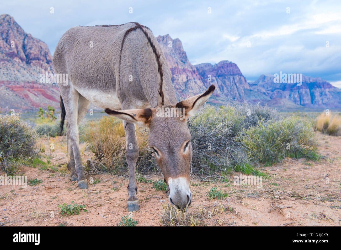 A wild burro in the Nevada desert Stock Photo - Alamy