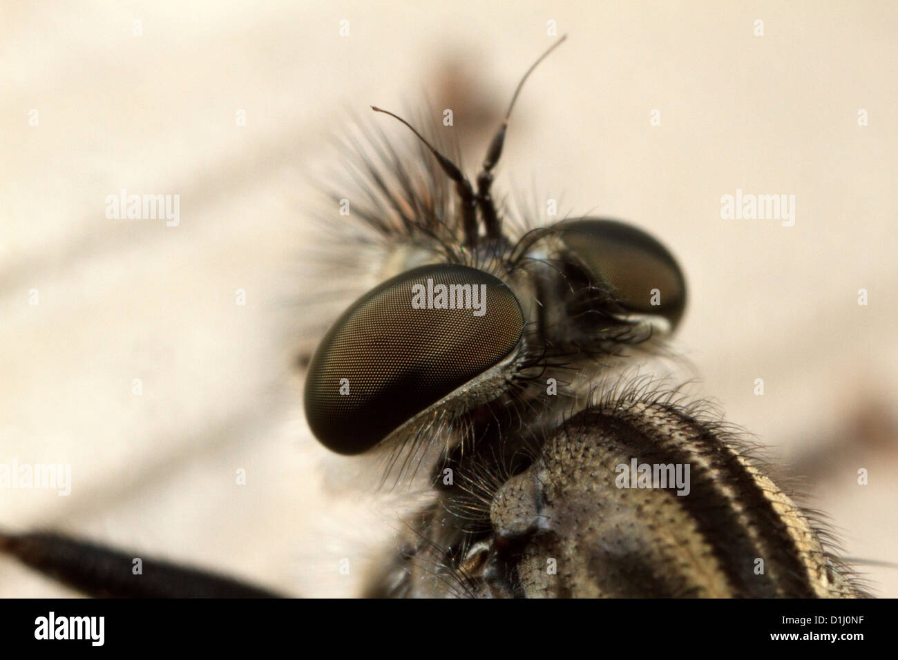 Robberfly head closeup Stock Photo - Alamy