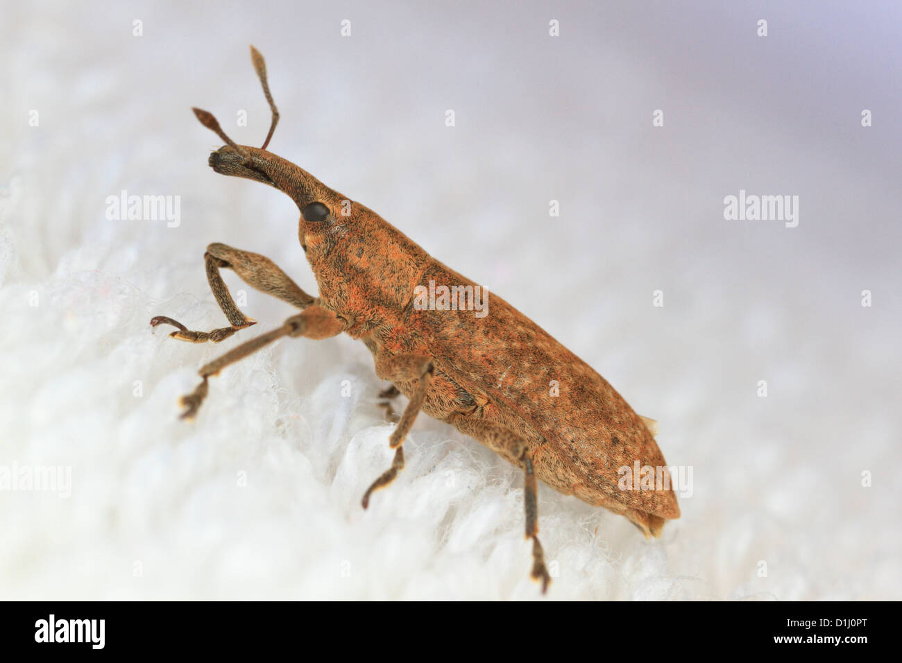 Lixus concavus hi-res stock photography and images - Alamy