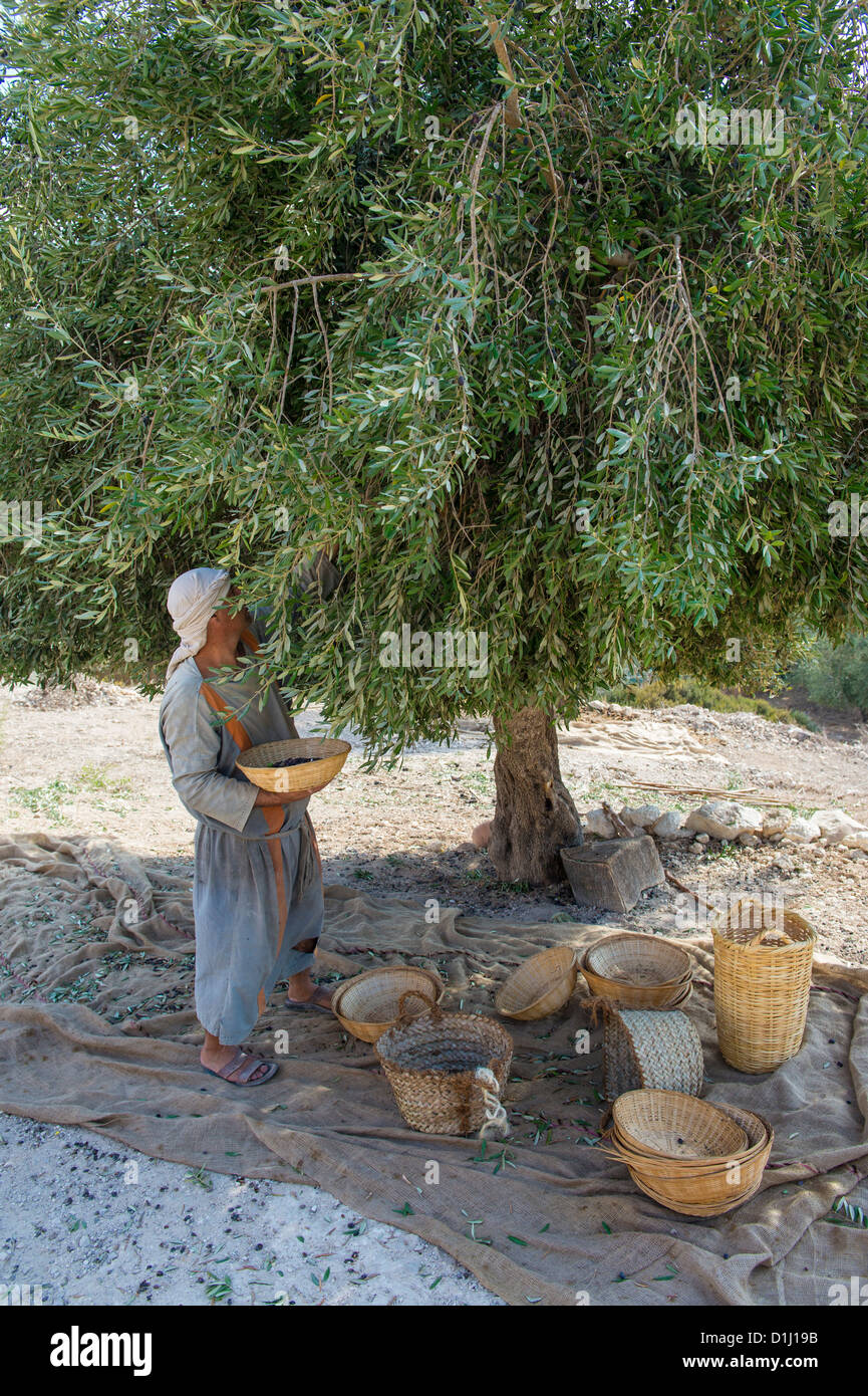 Palestinian farmer harvesting olive tree in Nazareth Village Stock ...