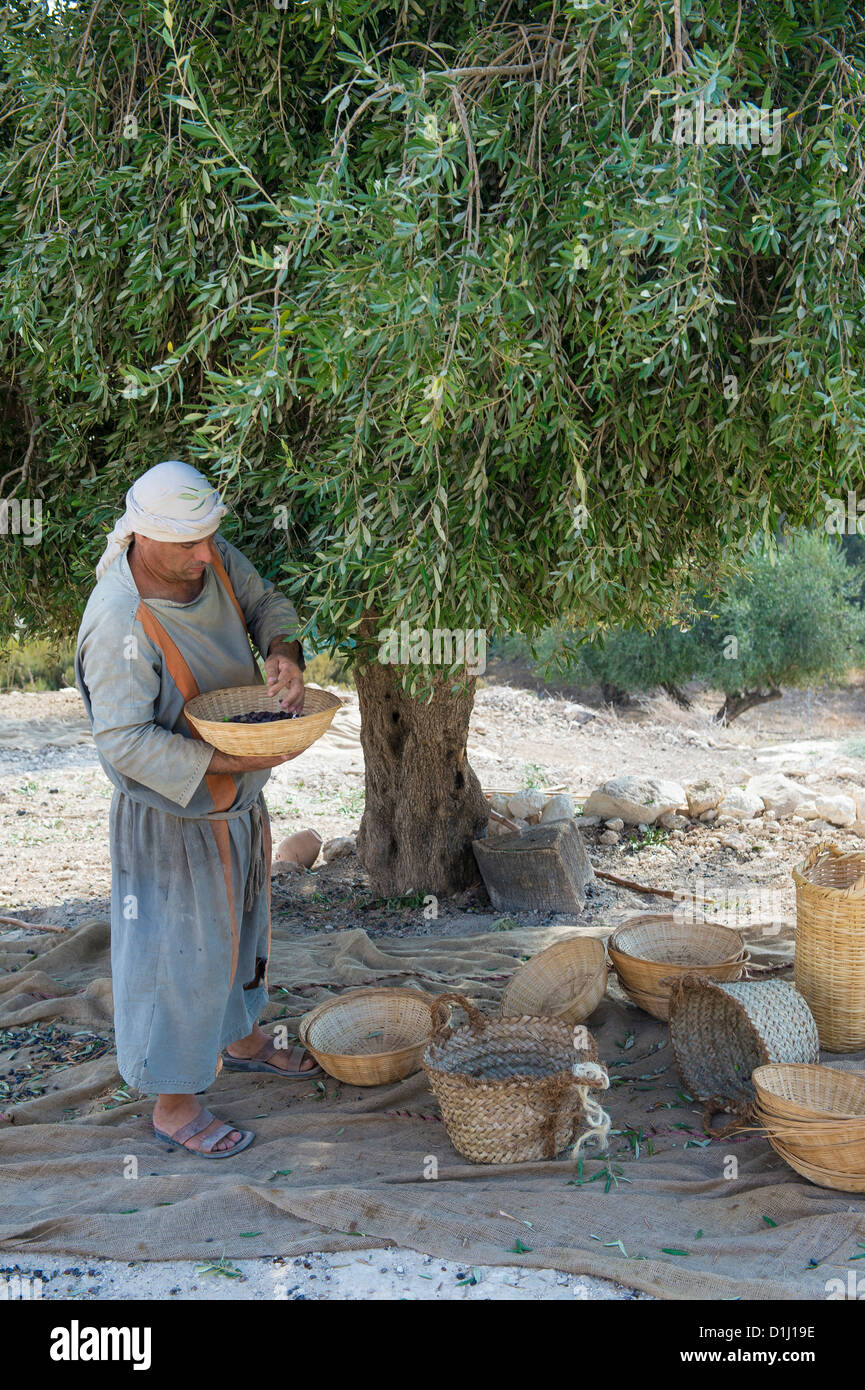 Palestinian farmer harvesting olive tree in Nazareth Village Stock ...