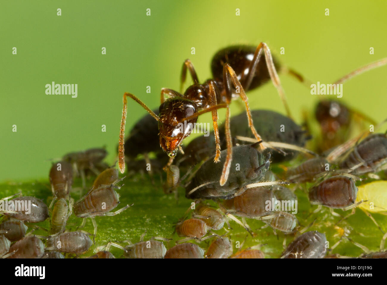 Ants aphids hi-res stock photography and images - Alamy