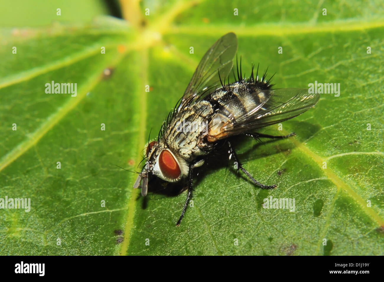 Ocelli diptera hi-res stock photography and images - Alamy