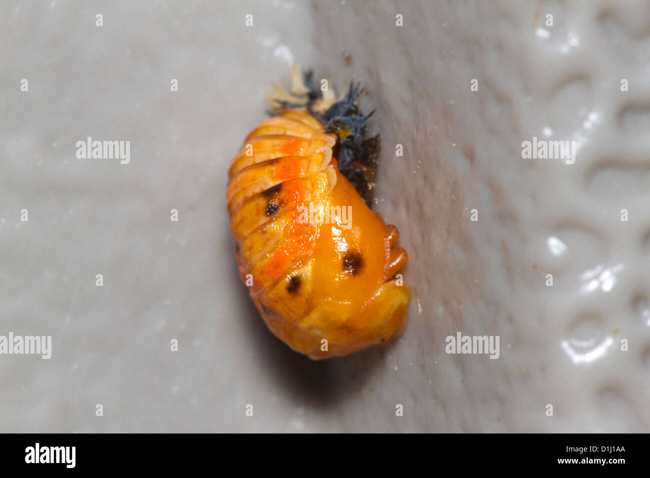 Asian lady beetle pupa Stock Photo - Alamy