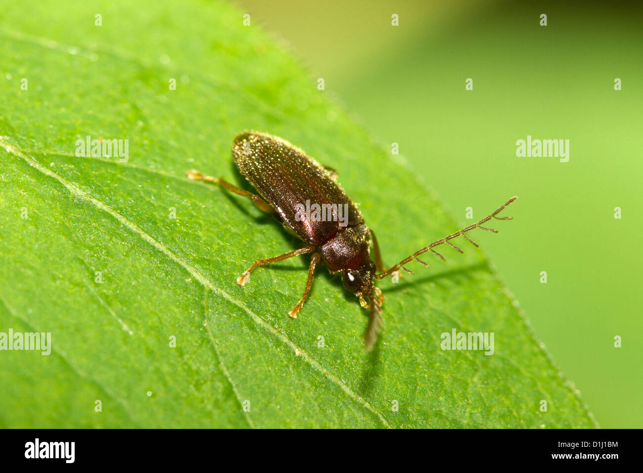 Ptilodactyla sp. beetle Stock Photo - Alamy