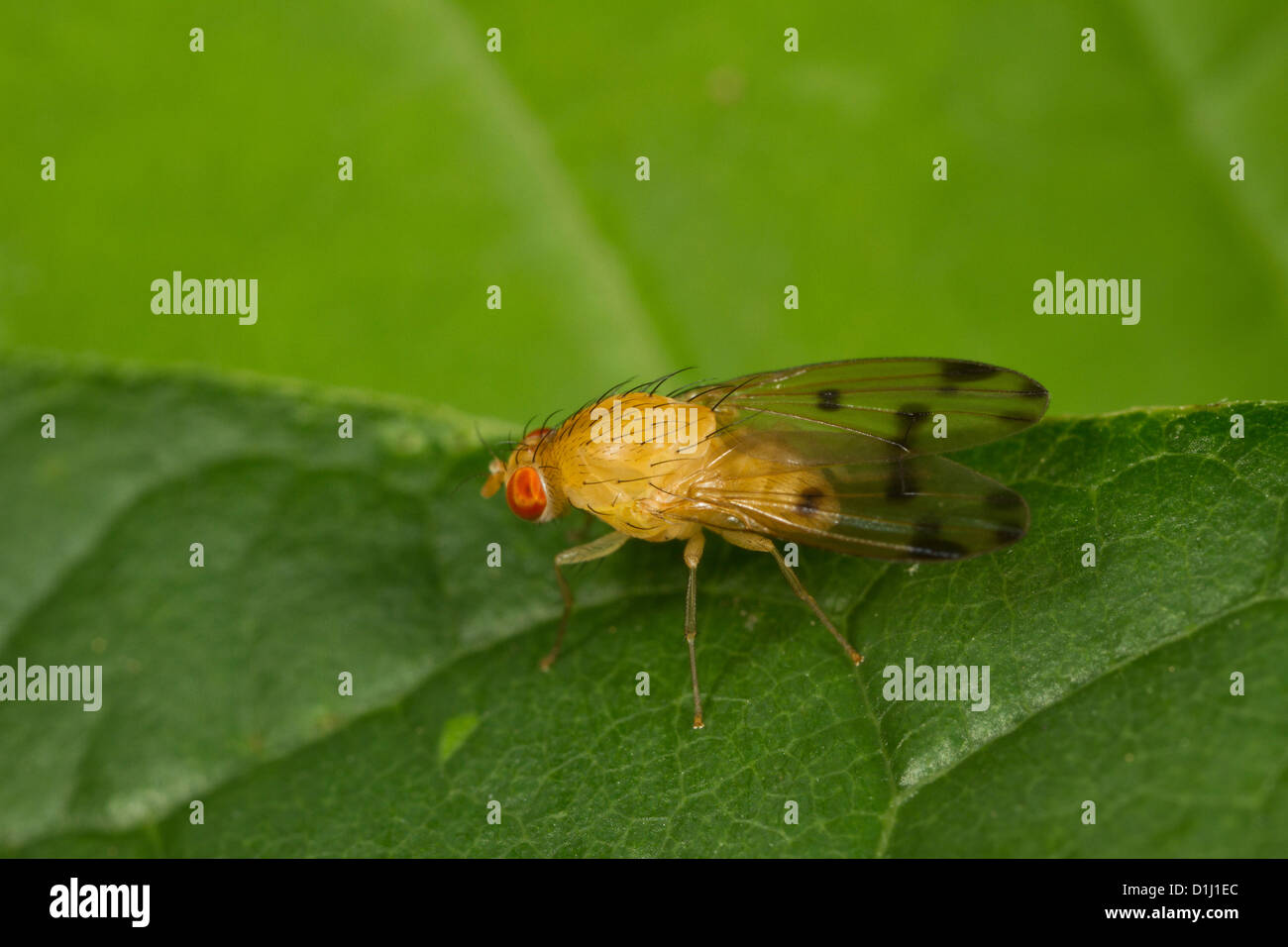 Orange fly (Homoneura sp Stock Photo - Alamy