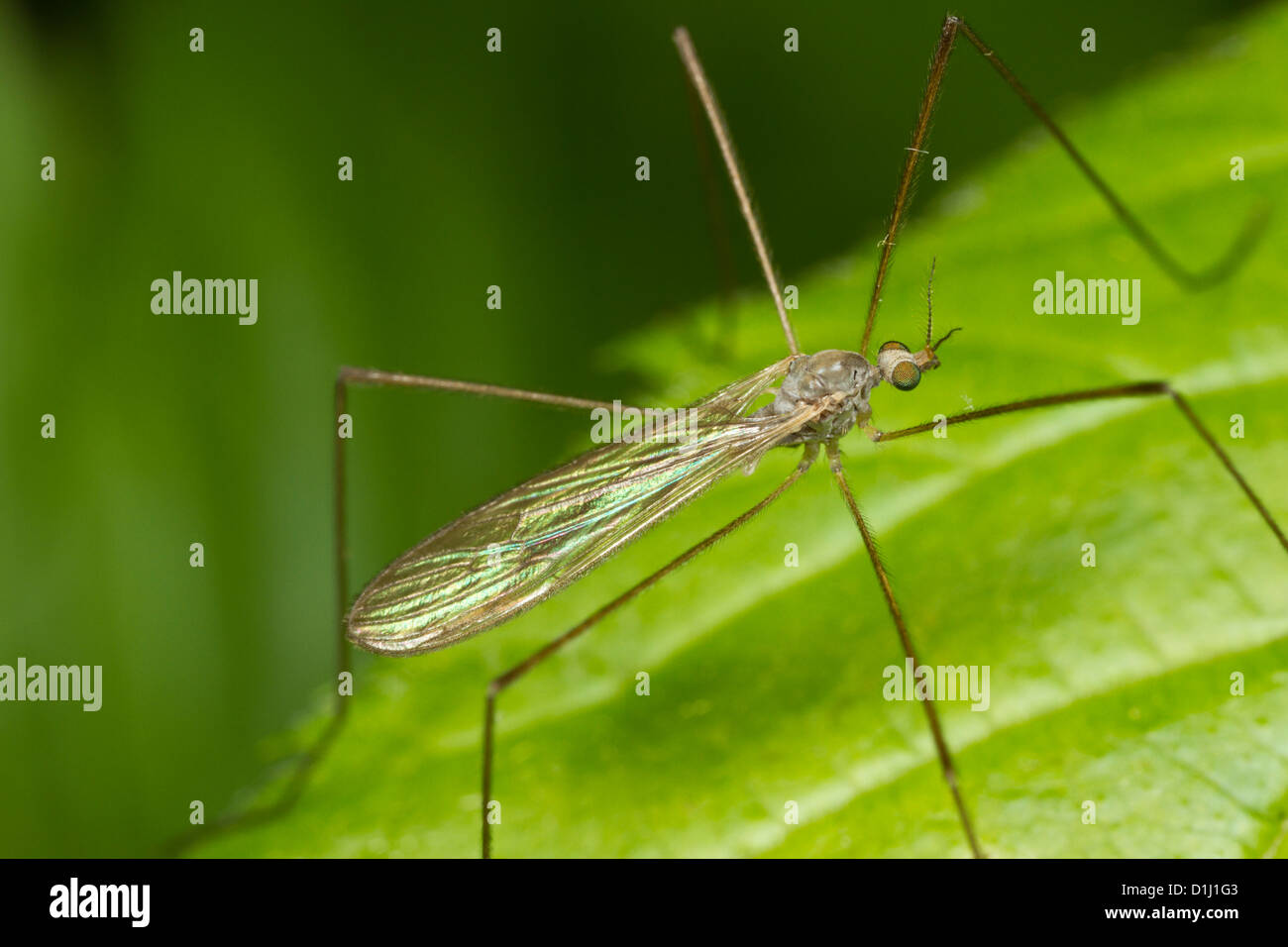 Crane fly (Tipulomorpha sp Stock Photo - Alamy