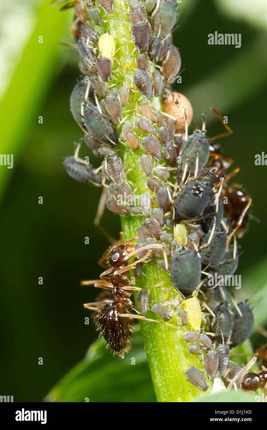 Ants tending to aphids as a food source Stock Photo - Alamy