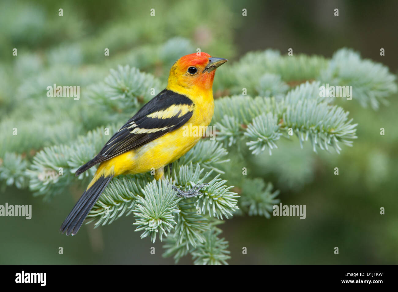 Perching tanagers birds songbirds hi-res stock photography and images ...