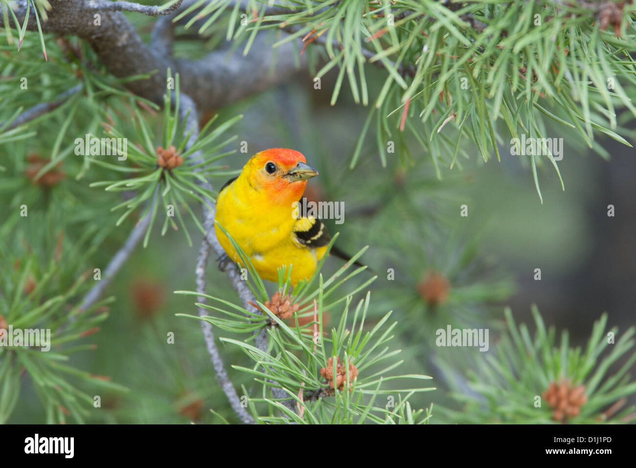 Western Tanager perching in Pine Tree birds bird songbird songbirds ...