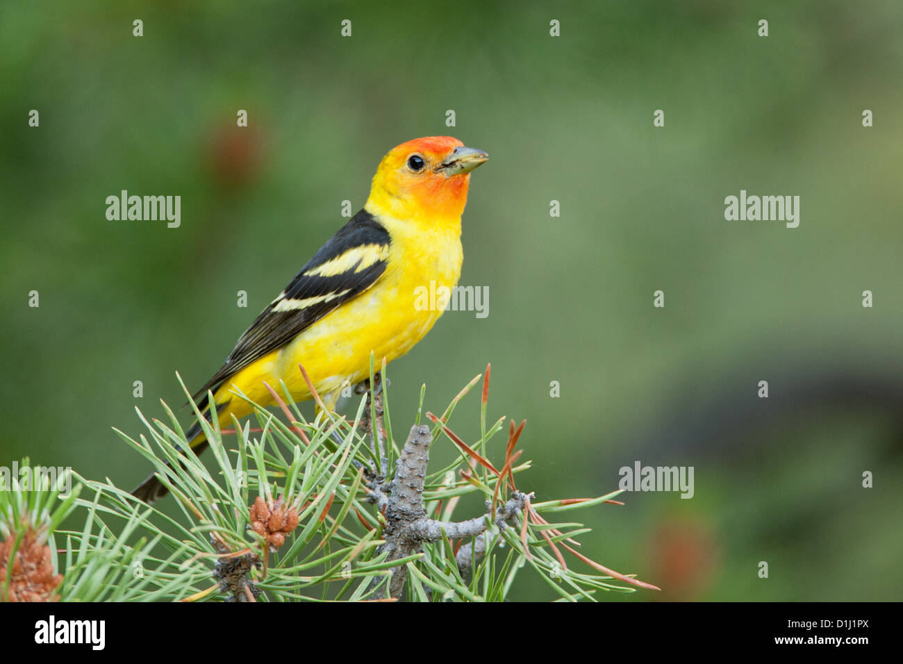 Western Tanager perching in Pine Tree birds bird songbird songbirds ...