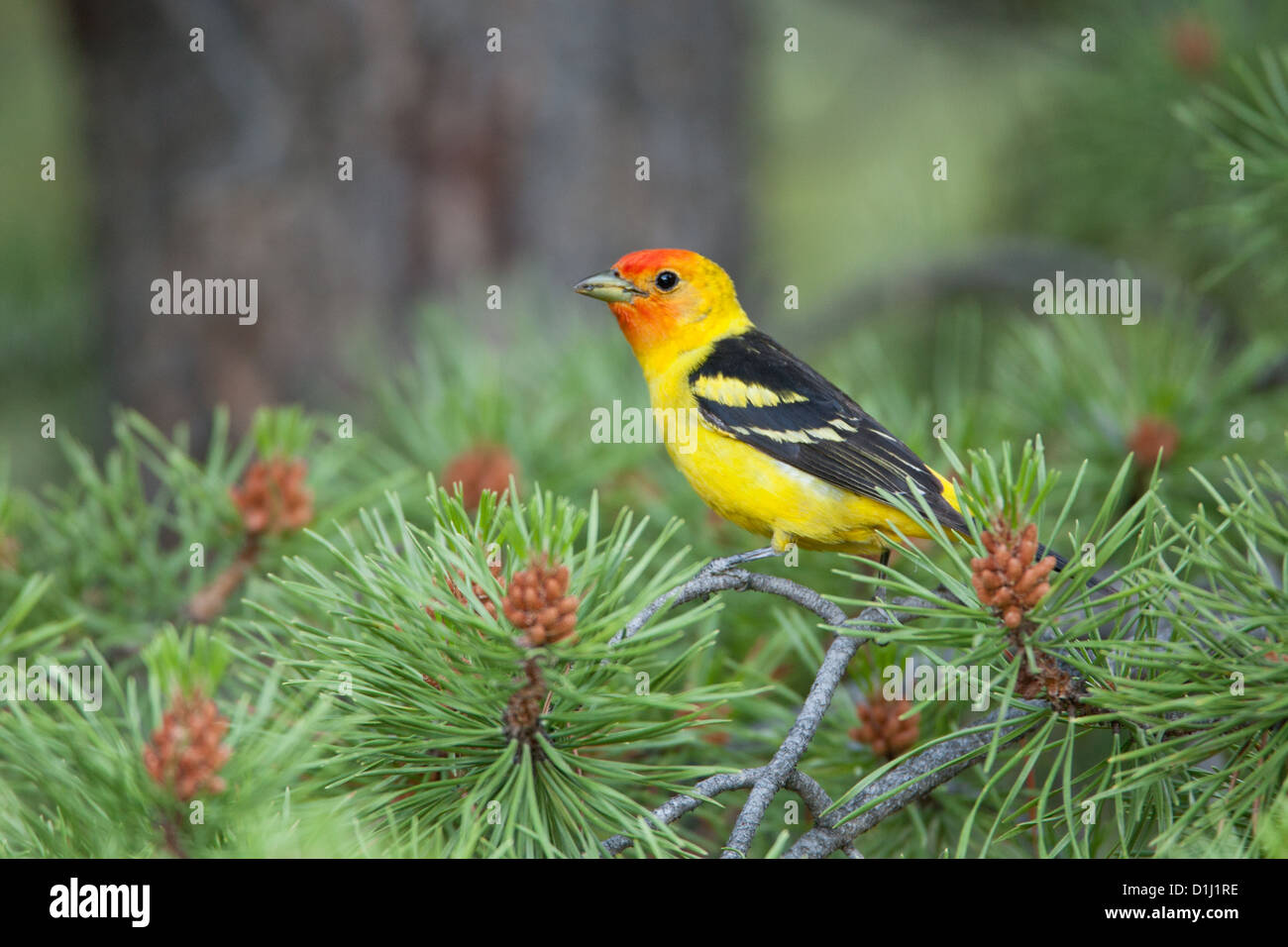 Western Tanager perching in Pine Tree birds bird songbird songbirds ...