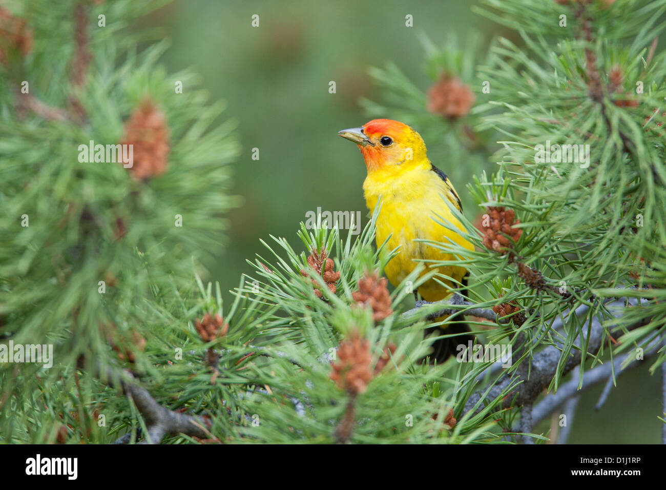 Western Tanager perching in Pine Tree birds bird songbird songbirds ...