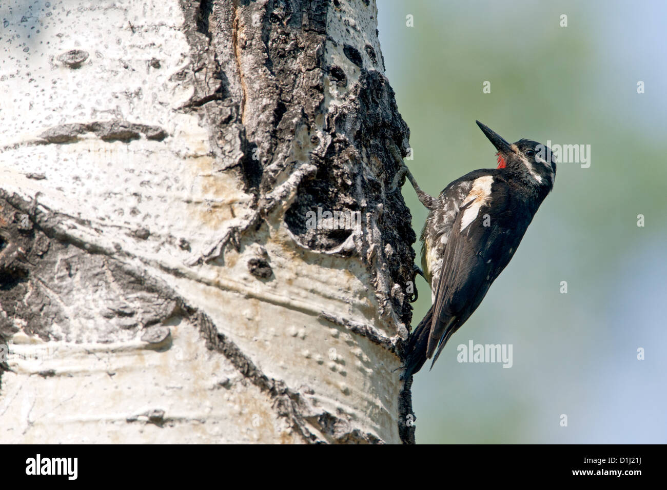 Tree climbing birds hi-res stock photography and images - Alamy