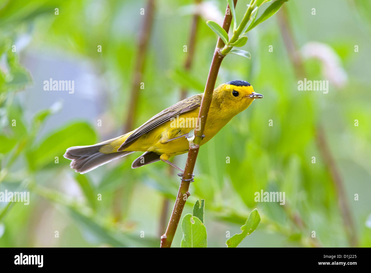 Wilson's Warbler perching in Willow Tree birds bird songbird songbirds ...