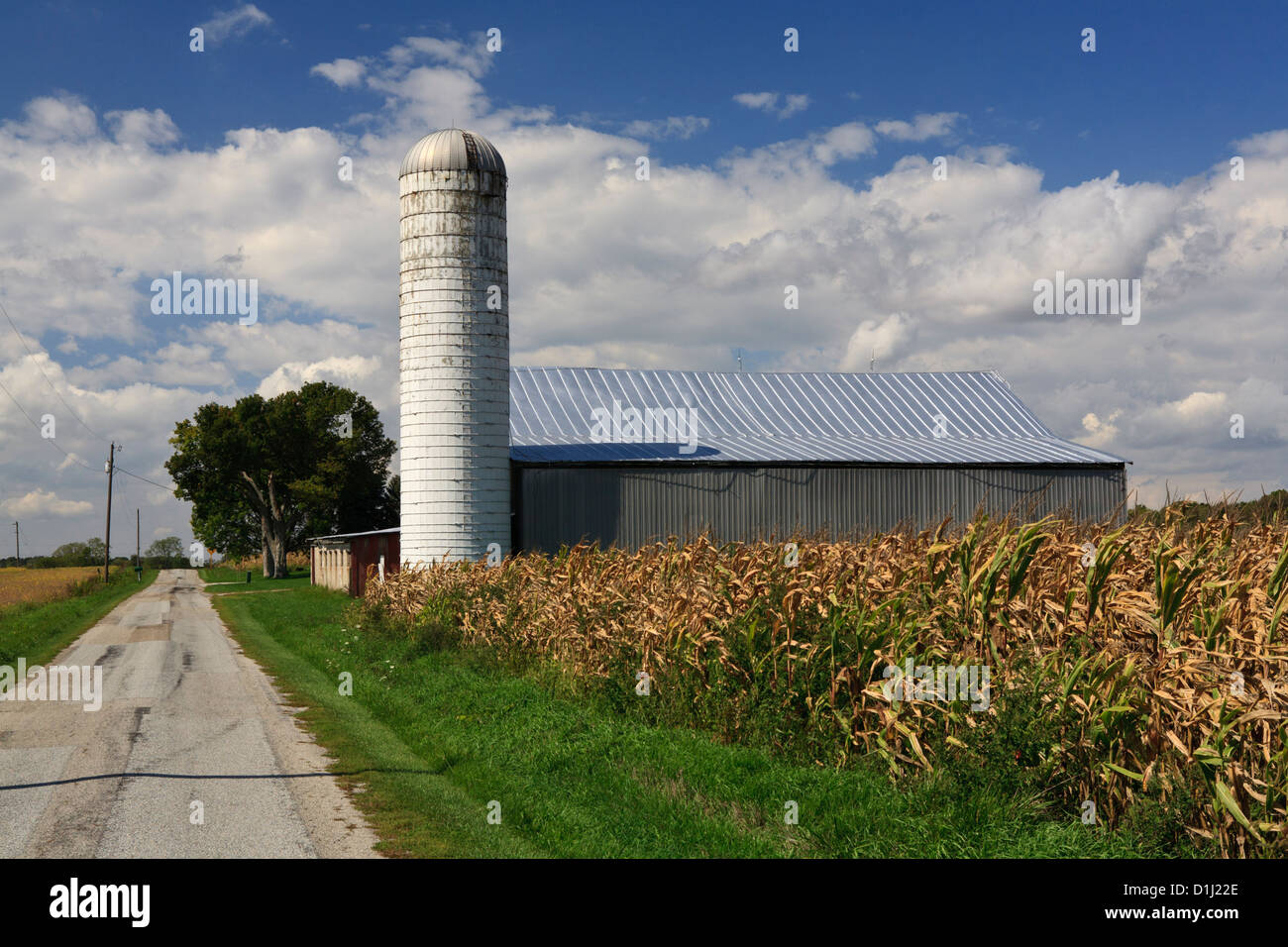 Corn farm and barn next to the road Stock Photo - Alamy