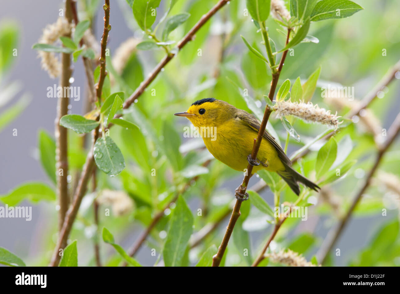 Wilson's Warbler perching in Willow Tree birds bird songbird songbirds ...