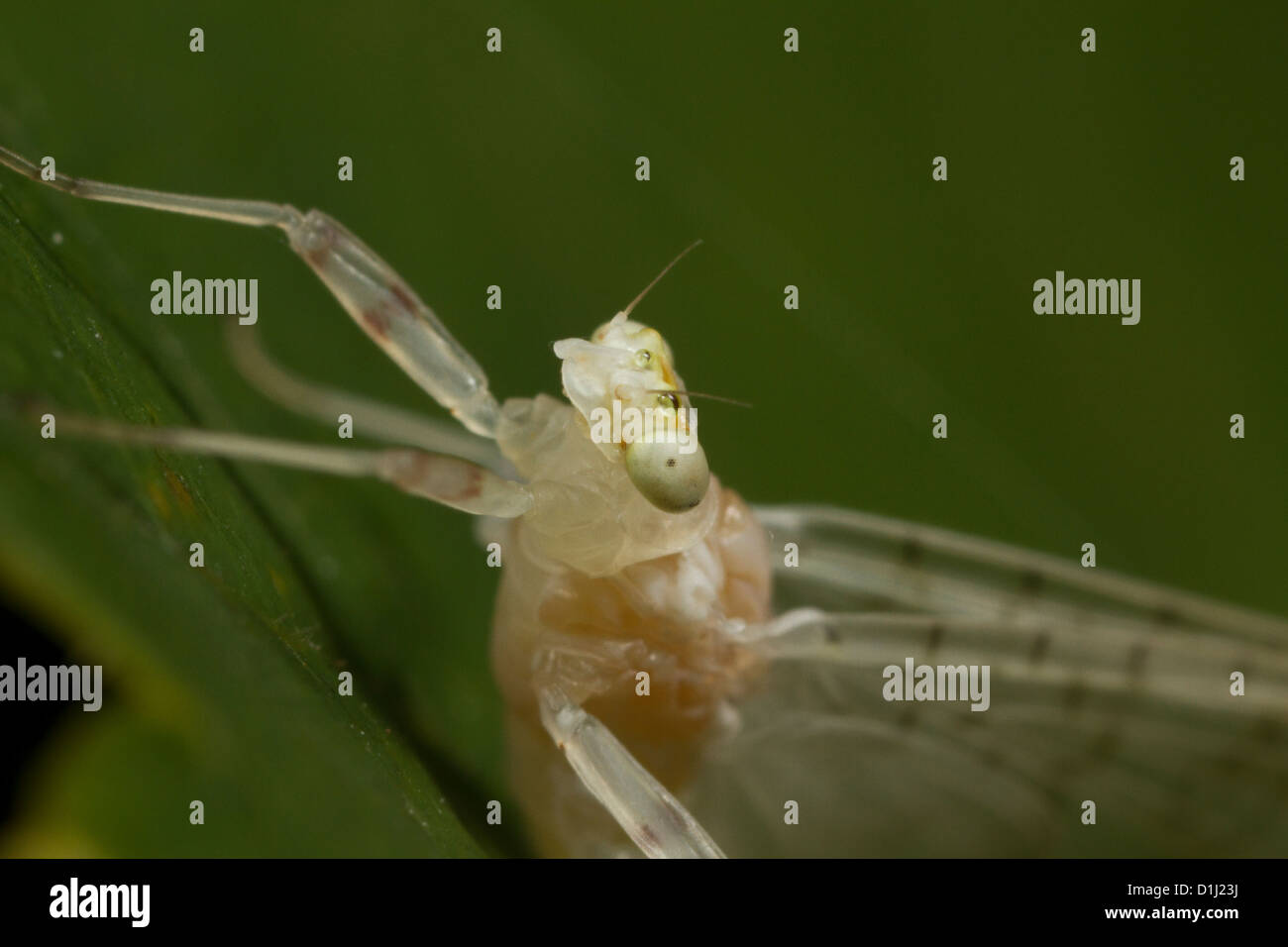 Mayfly Insect High Resolution Stock Photography and Images - Alamy