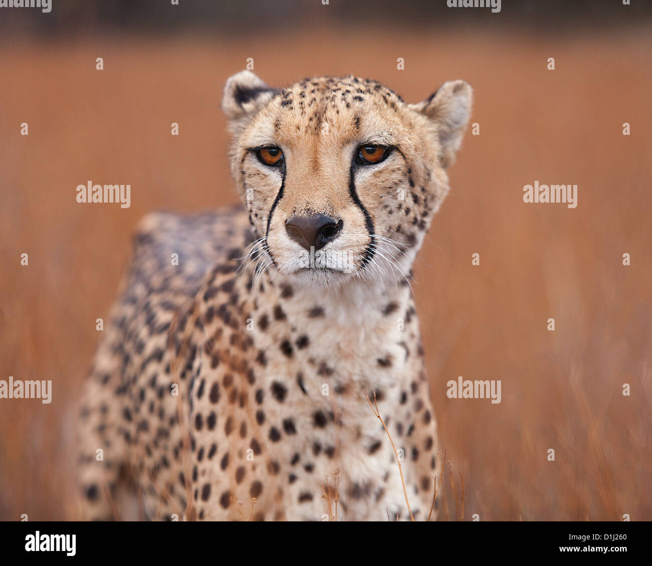 Naankuse namibia hi-res stock photography and images - Alamy