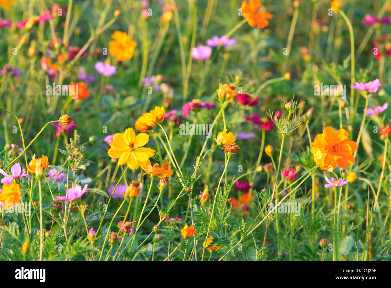 Field of flowers Stock Photo - Alamy