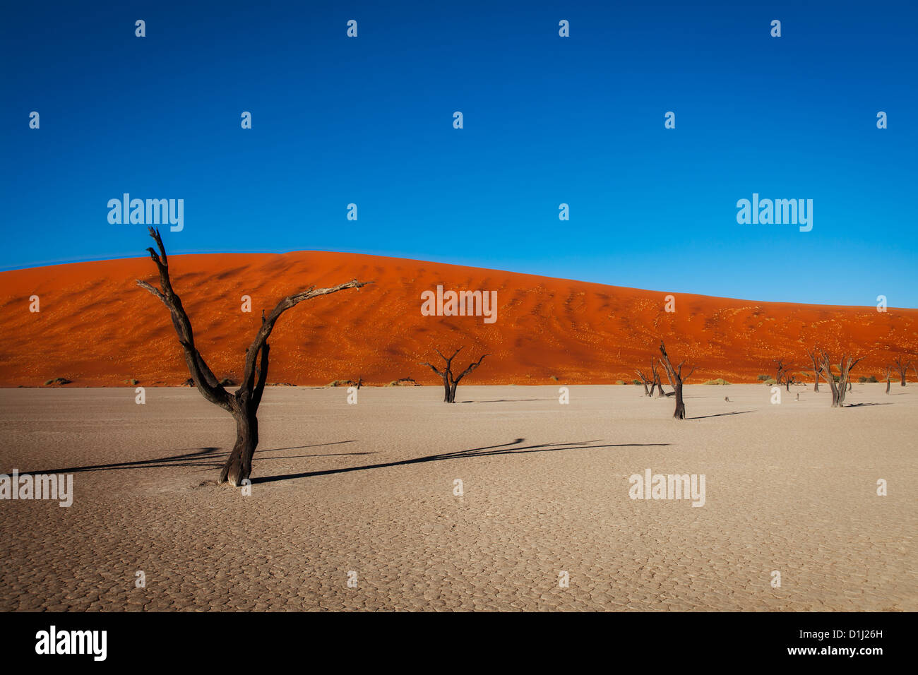 Deadvlei, Namibia's dead tree forest near Sossusvlei Stock Photo - Alamy