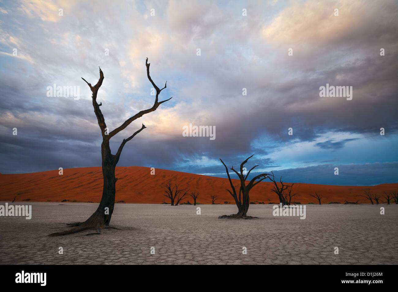 Late afternoon light at Deadvlei in Namibia Stock Photo - Alamy