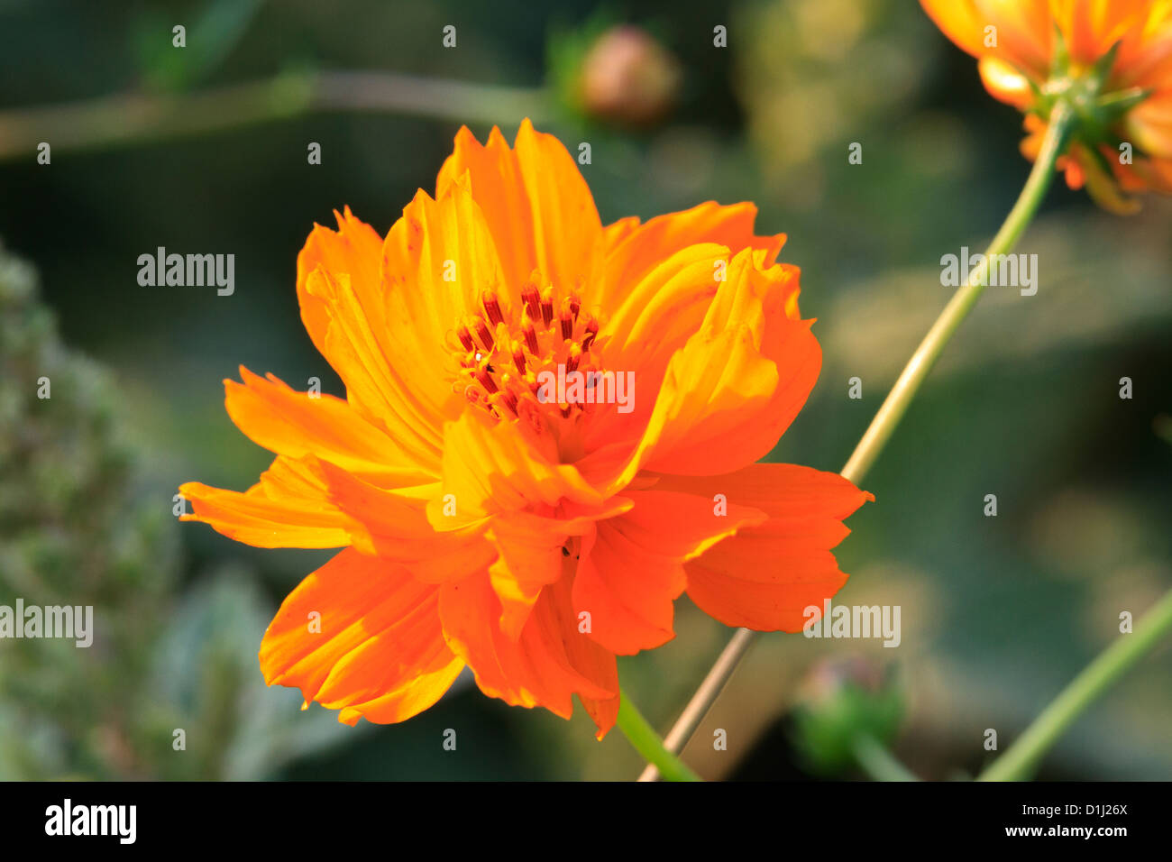 Coreopsis flowers hi-res stock photography and images - Alamy