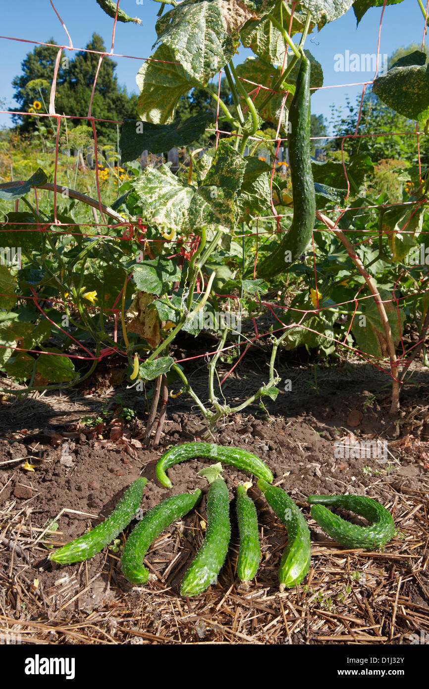 Organically grown cucumber hi-res stock photography and images - Alamy