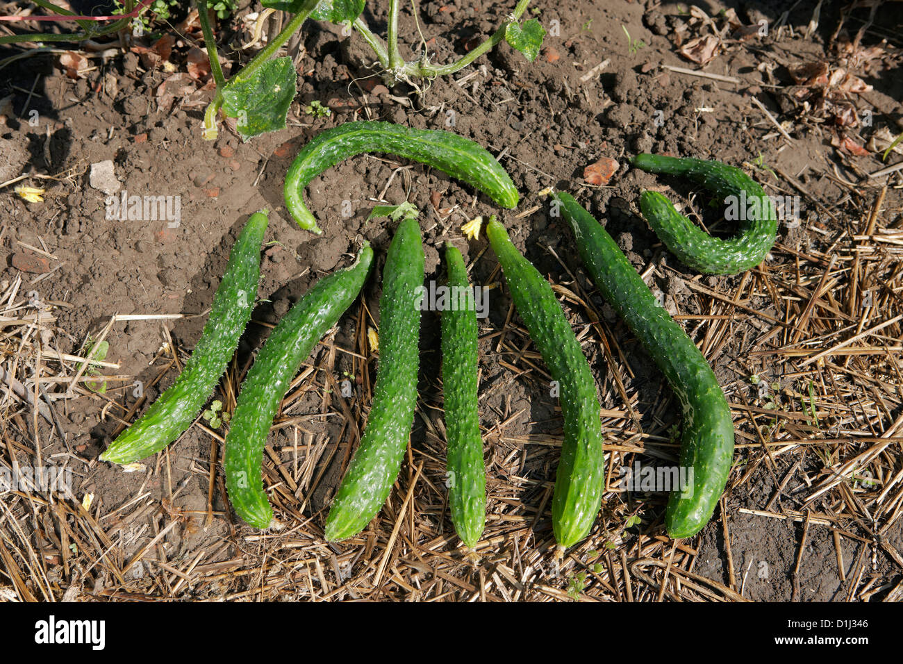 Cucumbers organically grown. Scientific name: Cucumis sativus Stock ...