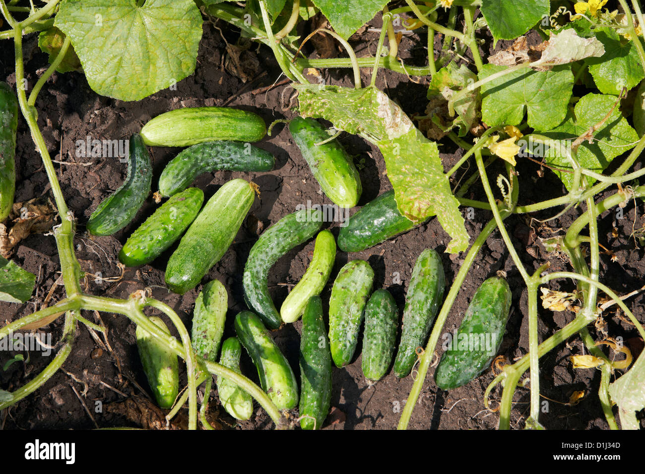 Organically grown cucumber hi-res stock photography and images - Alamy