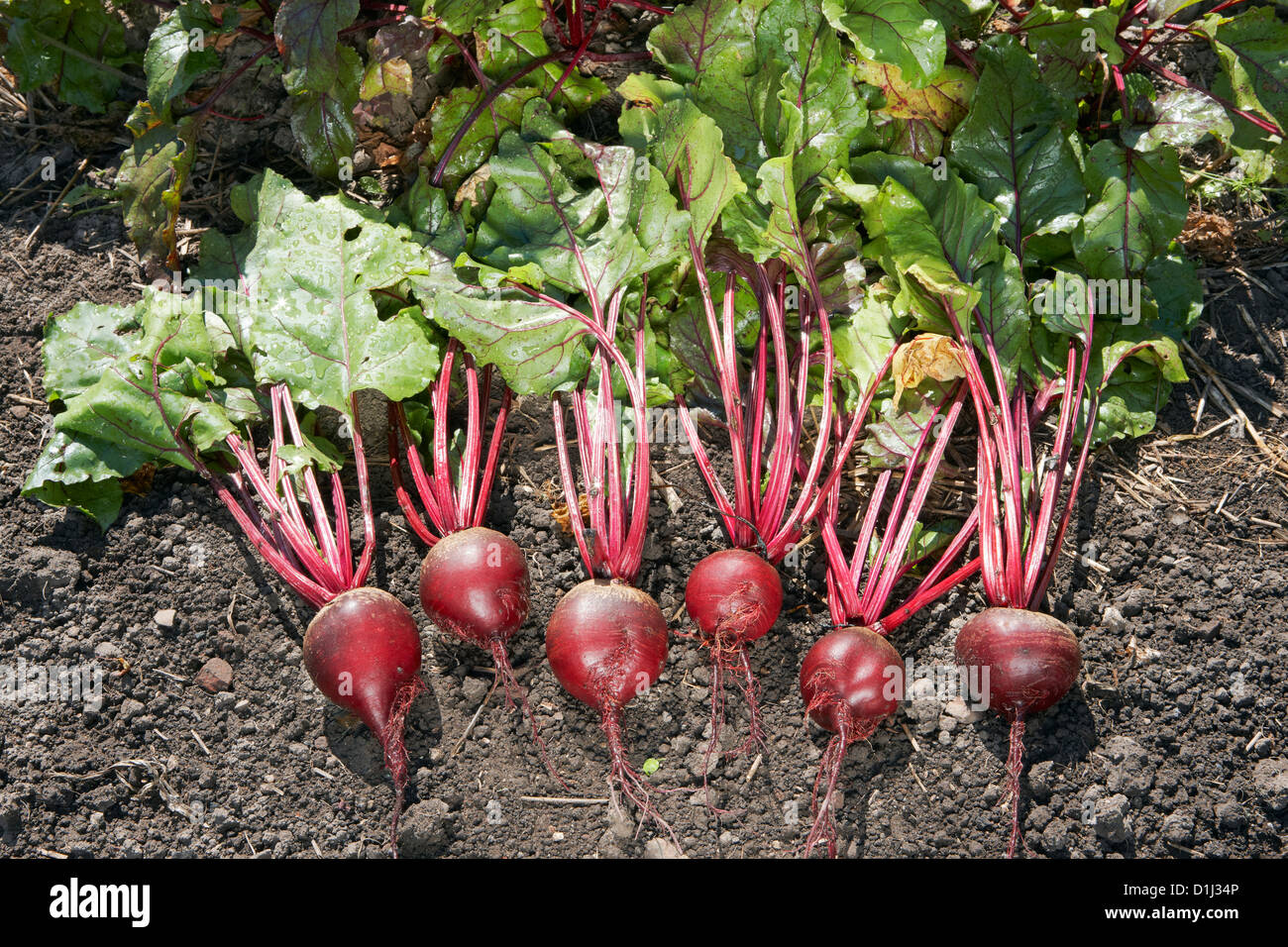 Leaves Beta Vulgaris Roots Stock Photos & Leaves Beta Vulgaris Roots ...