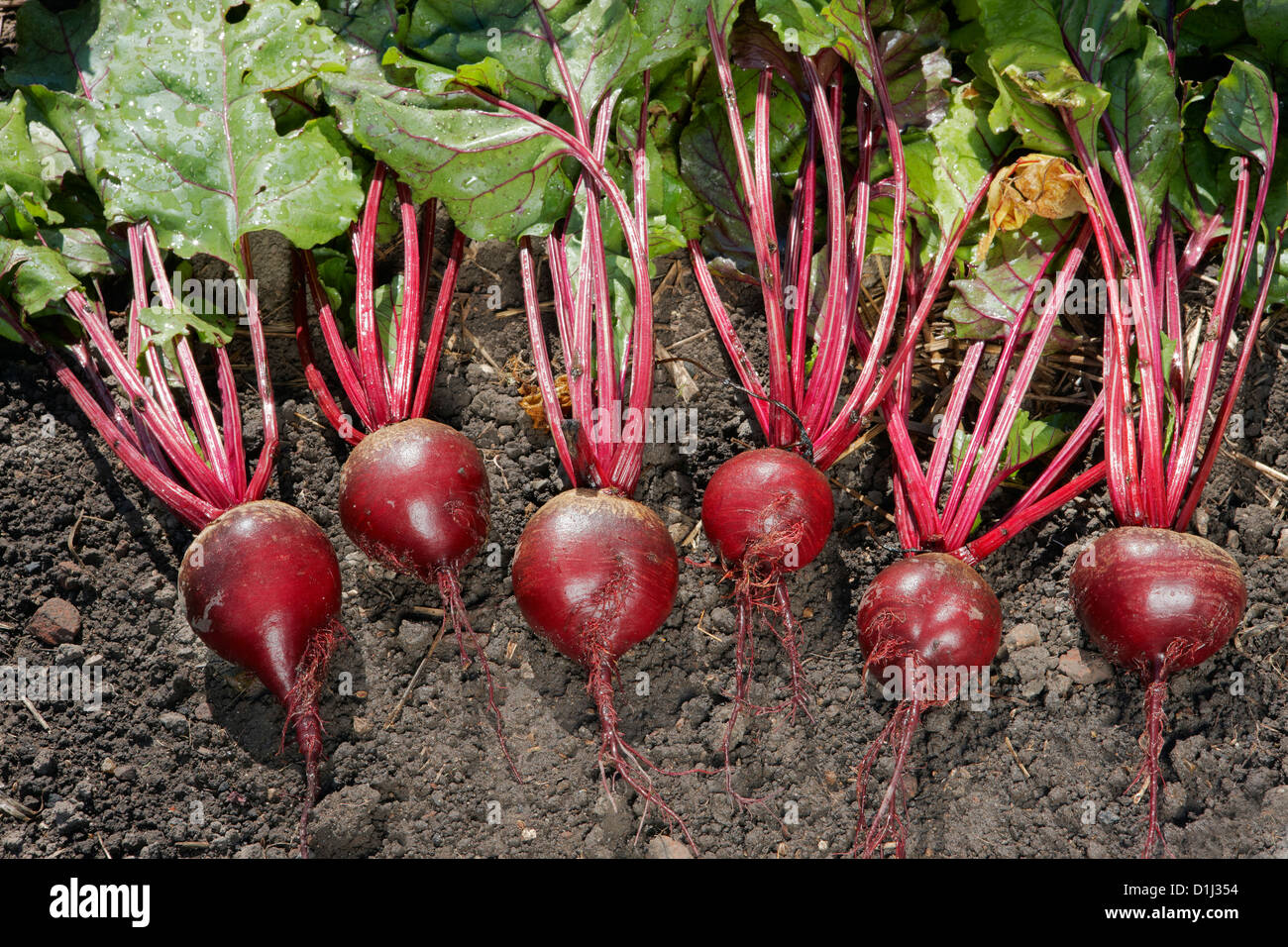 Organically grown beetroots just harvested in allotment garden ...