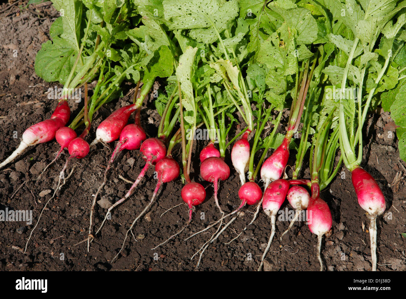 Radish organically grown. Scientific name: Raphanus sativus Stock Photo ...