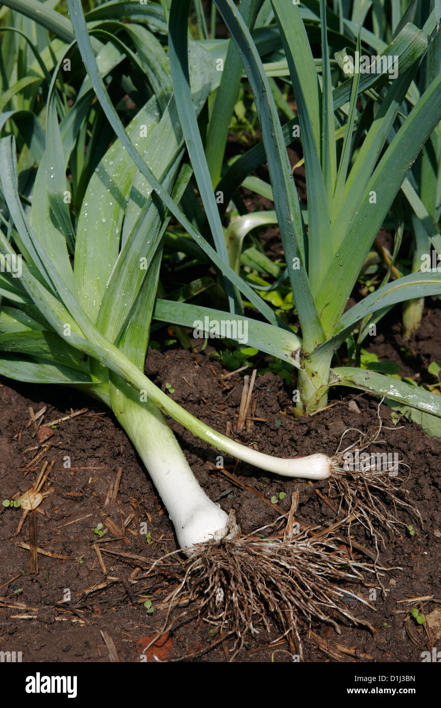 Freshly harvested leeks, organically grown. Scientific name: Allium ...