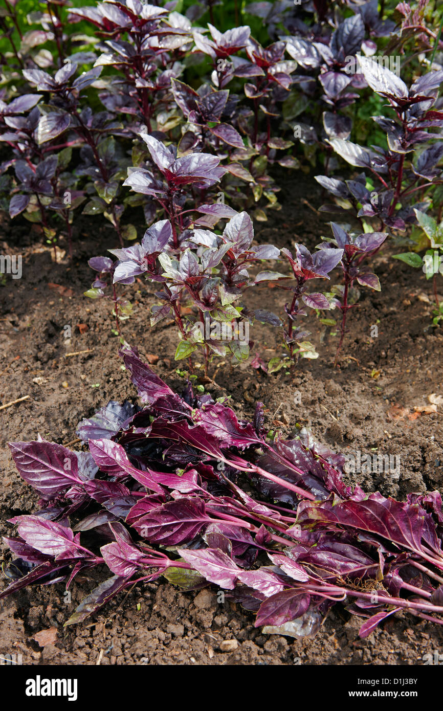 Red organically grown basil. Scientific name: Ocimum basilicum Stock ...