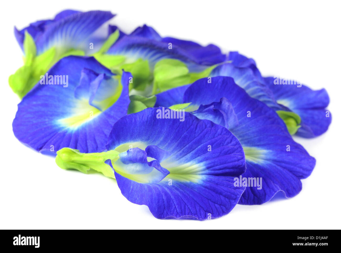 Clitoria ternatea or Aparajita flower of Indian subcontinent Stock ...