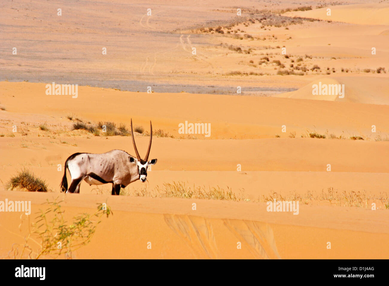 Springbok migration hi-res stock photography and images - Alamy