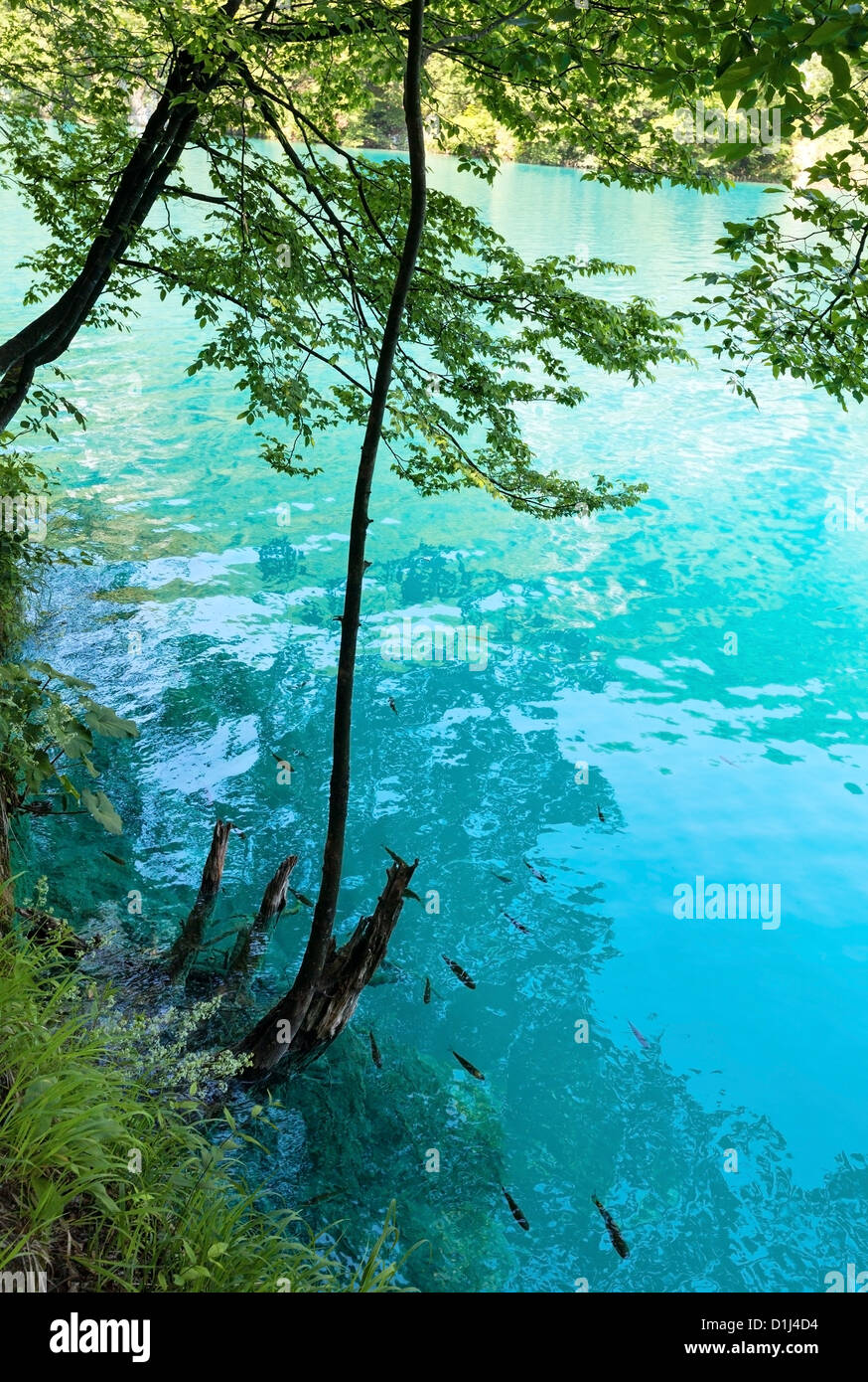 Summer azure limpid transparent lake view and small fish shoal near ...