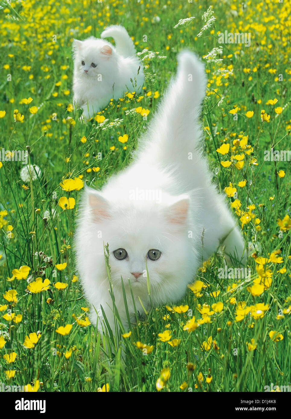 White young cats on the grass outdoor Stock Photo - Alamy