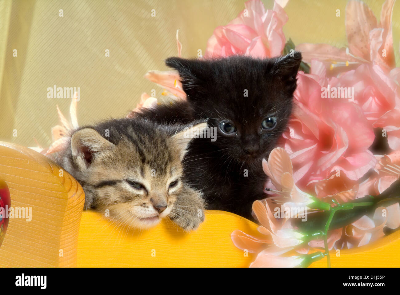 Portrait of young cute small cats Stock Photo - Alamy