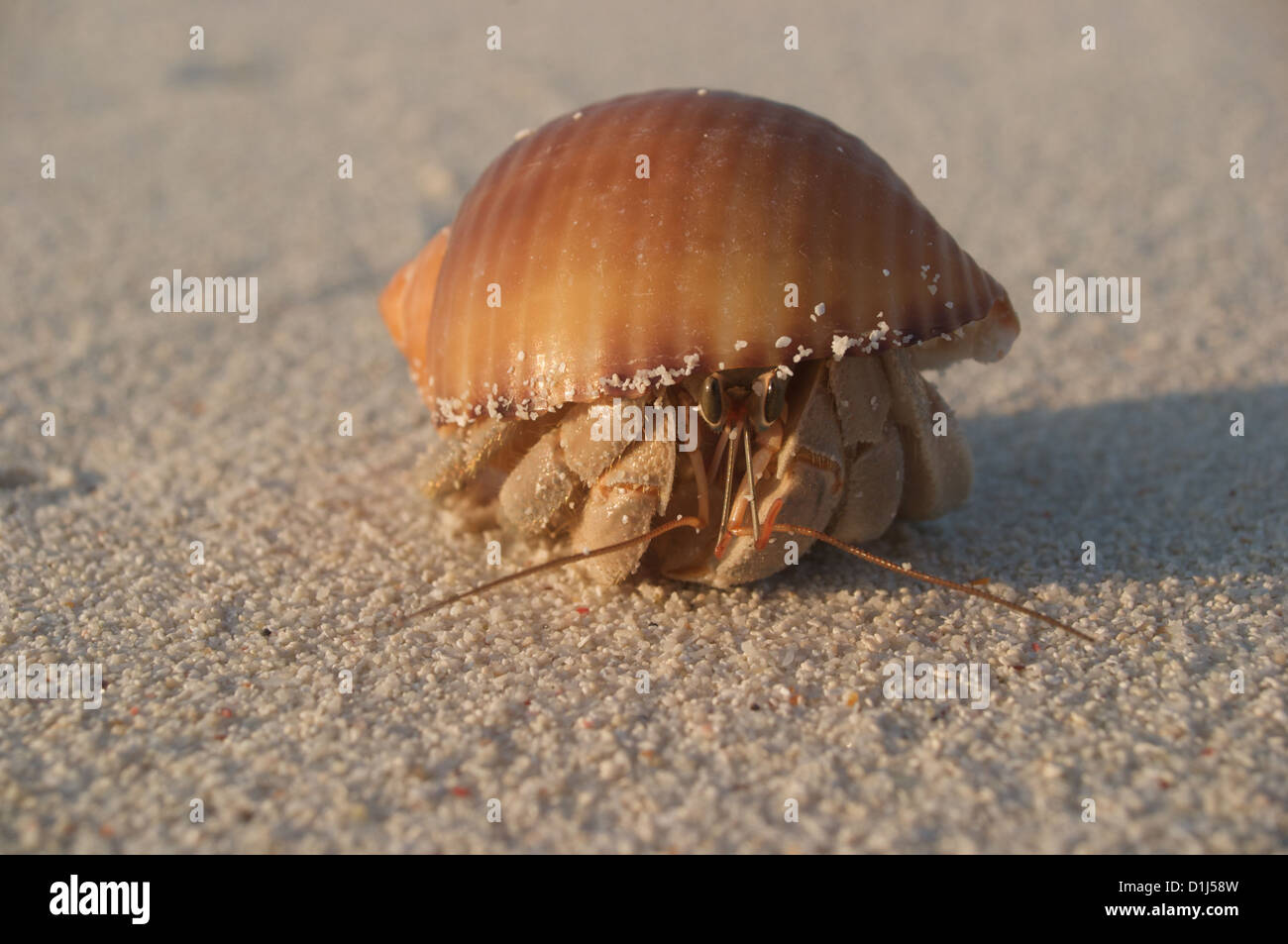 A Hermit crab on the beach at sunset in the Baa Atoll Maldives Stock ...