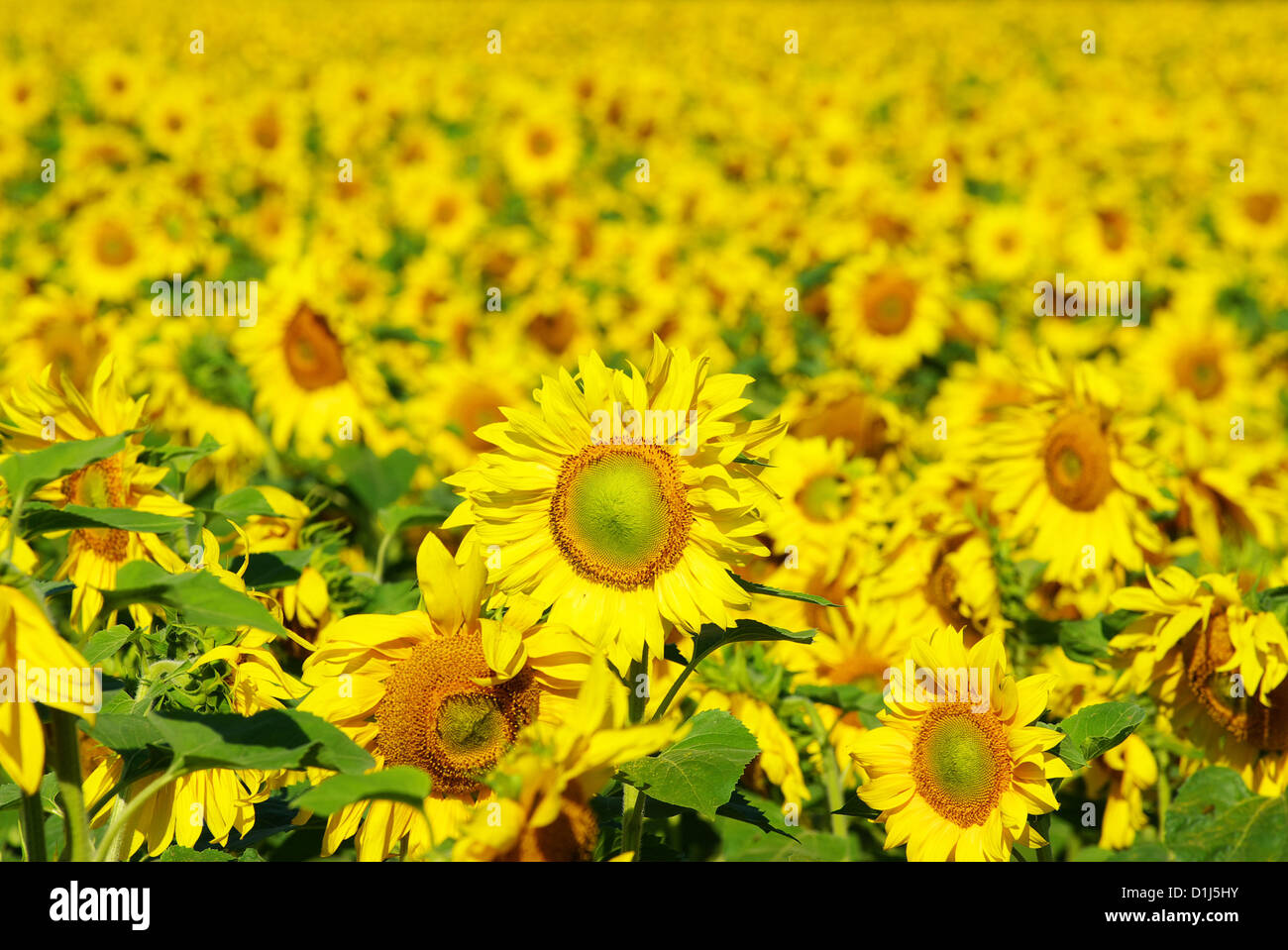 Cheery yellow bloom hi-res stock photography and images - Alamy