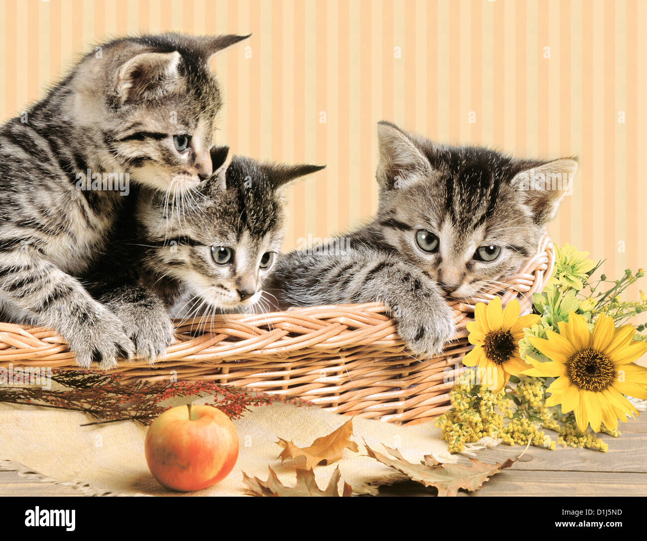 Young domestic cats Stock Photo - Alamy