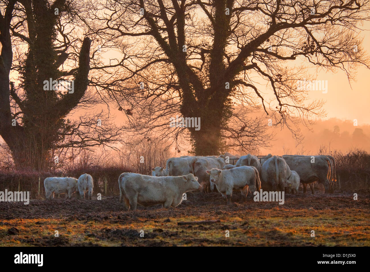 White cows in Winter, Cotswolds, England Stock Photo - Alamy