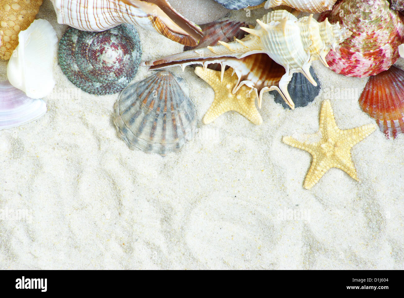 starfish and shells on the beach sand Stock Photo - Alamy