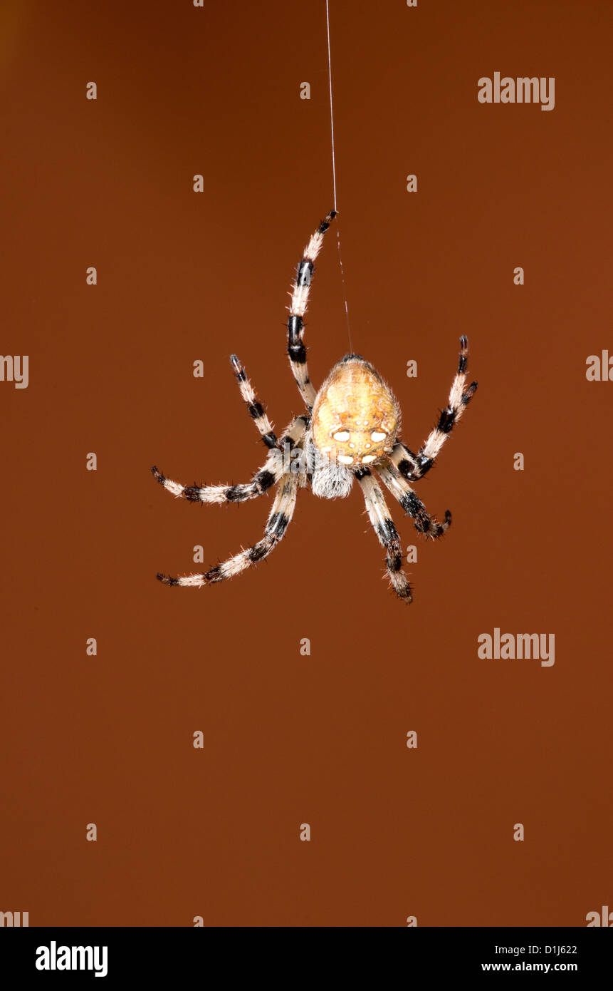 spider on a red background Stock Photo - Alamy